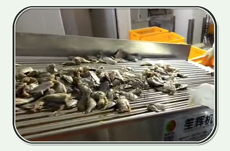 Automatic fish scaler fish sorting machine fish conveyor dace fish ...